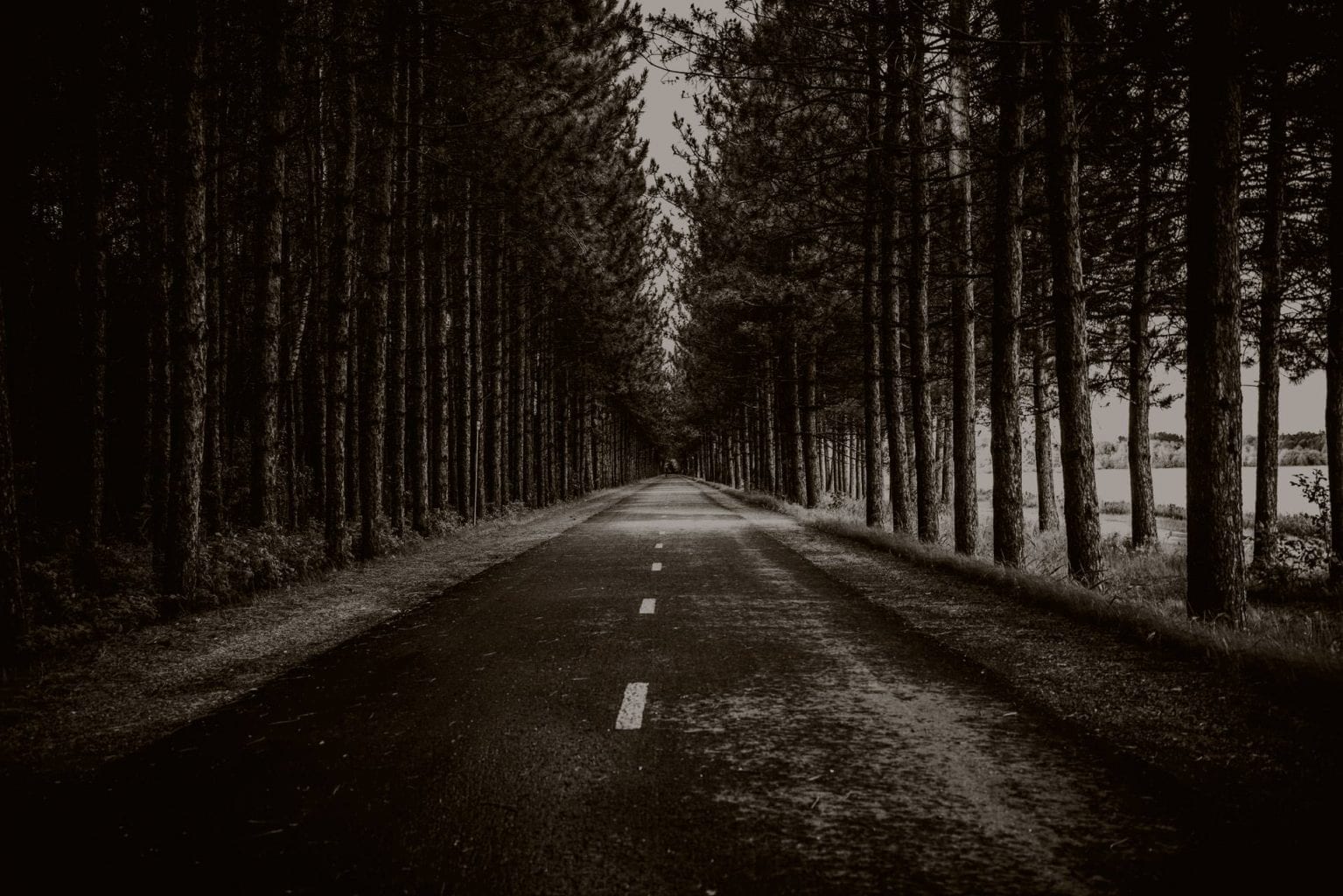 crossroads-pursuit-trees-bcgrnd - Crossroads Initiative