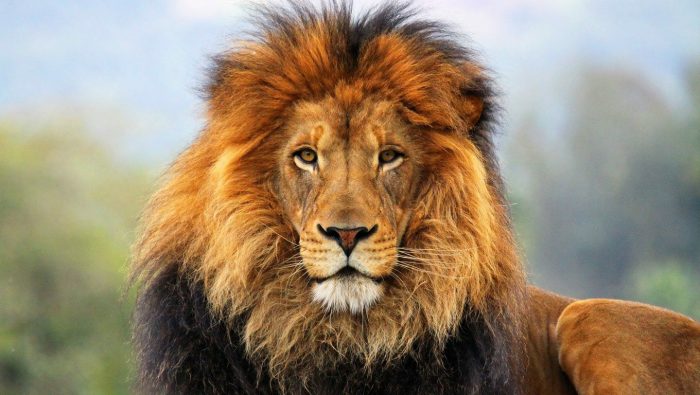 aslan narnia lion of judah - Crossroads Initiative