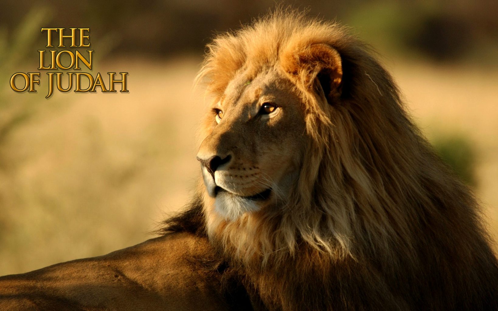 Lion-Of-Judah- Crossroads Initiative