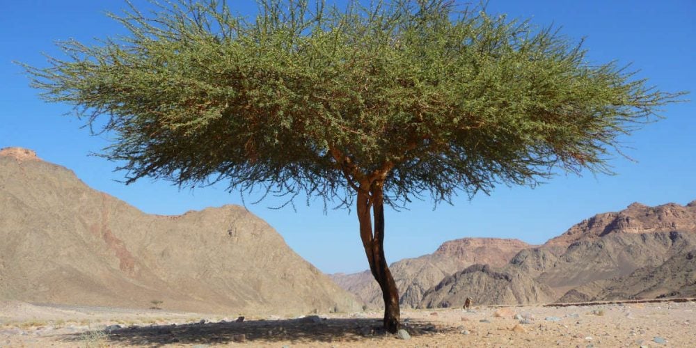desert tree - Crossroads Initiative