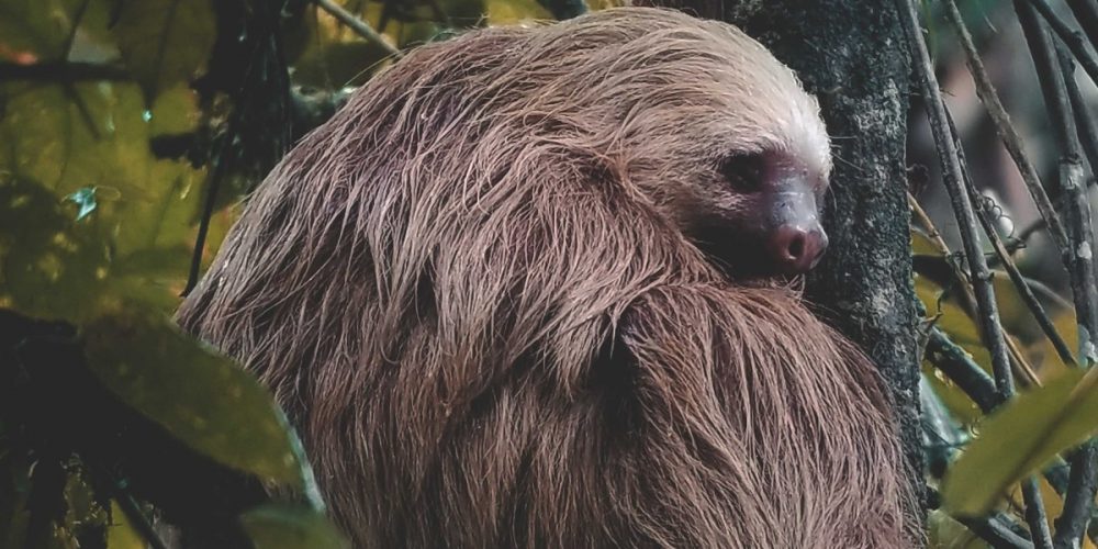 Brown sloth on tree Mariano Castro scopio - Crossroads Initiative